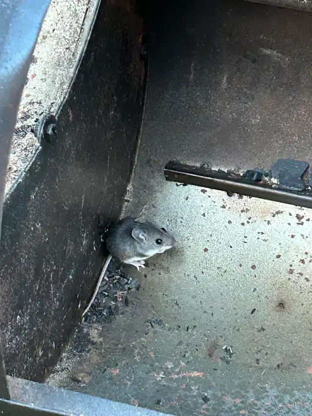 Rodent, Mouse or Rat Droppings and Infestation in Your Grill - What ...