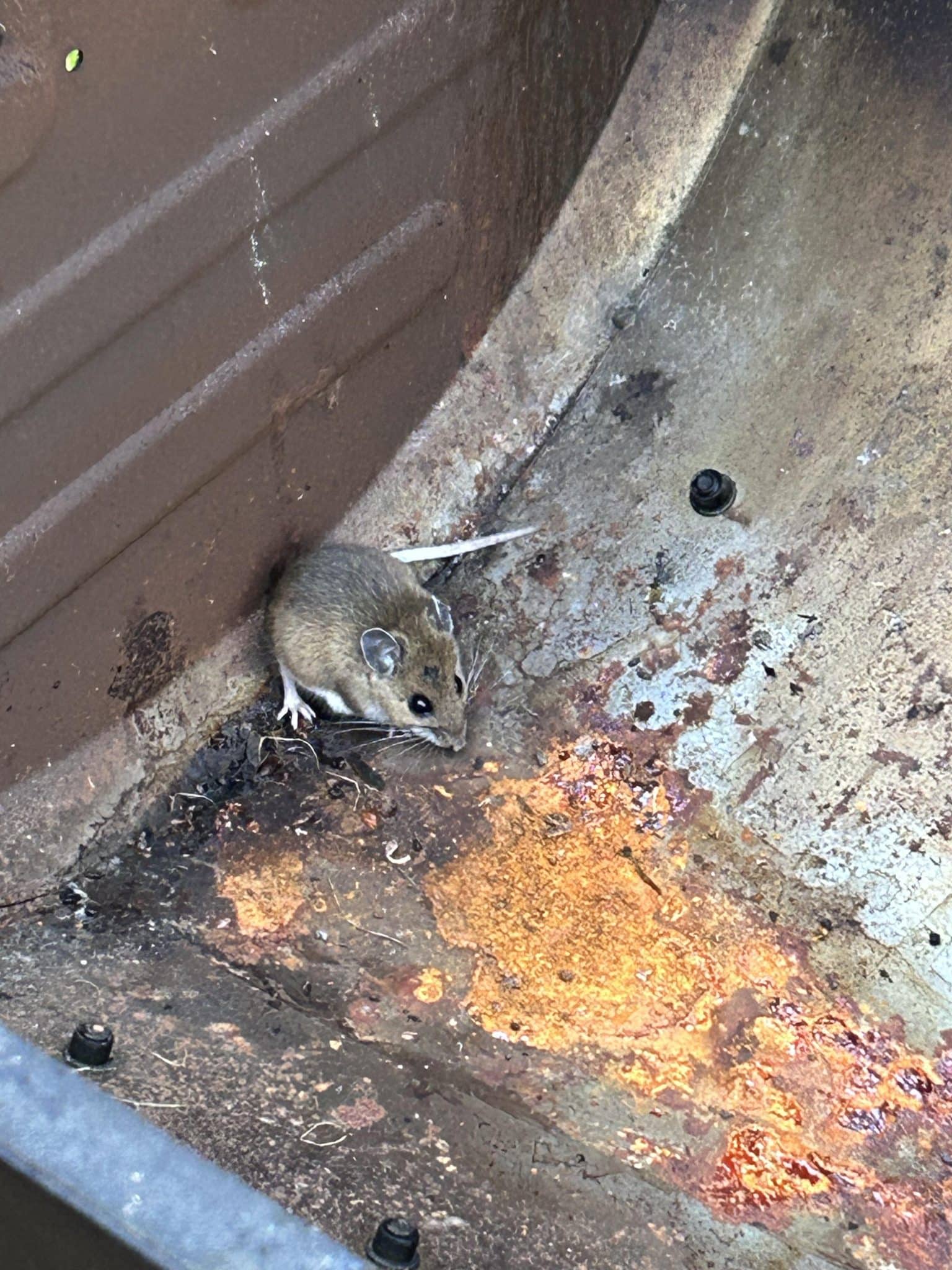 Rodent, Mouse or Rat Droppings and Infestation in Your Grill - What ...